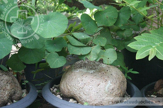 Stephania sinica Diels- công dụng Bình vôi tán ngắn