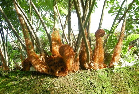 Công dụng, cách dùng Lông cu li