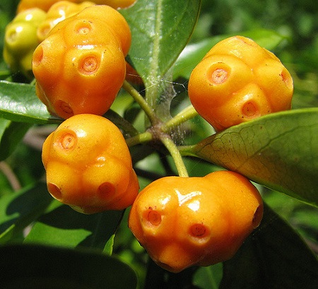 Công dụng, cách dùng Mặt quỷ