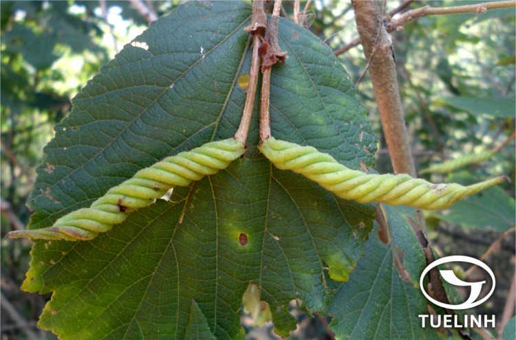 Helicteres isora L- công dụng của Dó tròn