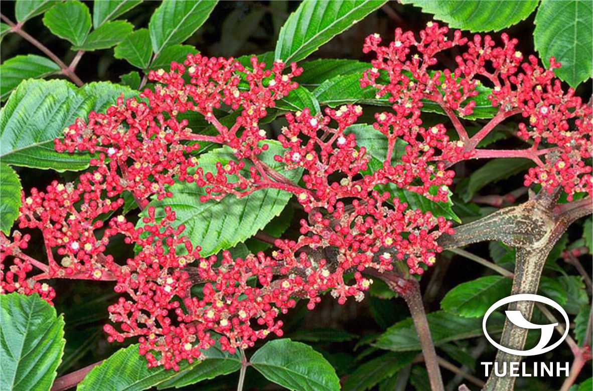 Leea rubra Blume ex Sprengcông dụng Gối hạc