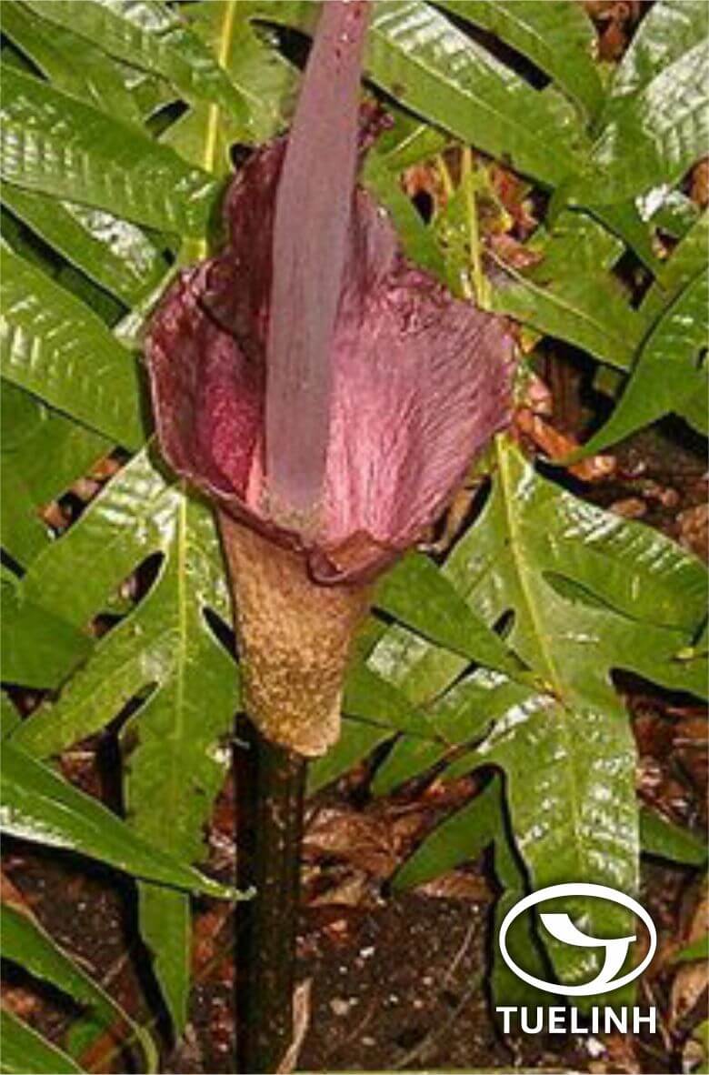 Amorphophallus rivieri Dur. ex Riviere- công dụng Khoai nưa