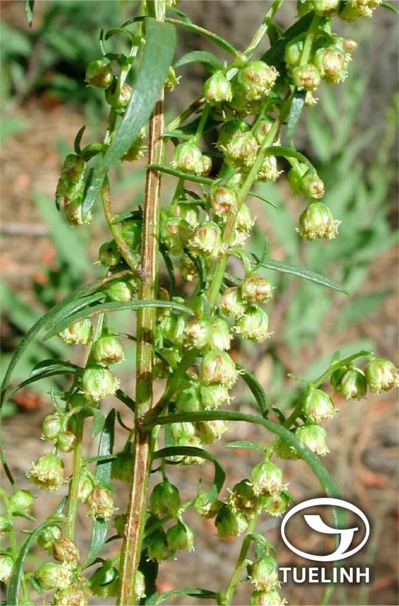 Artemisia dubia Wall. ex Bess-Ngải á