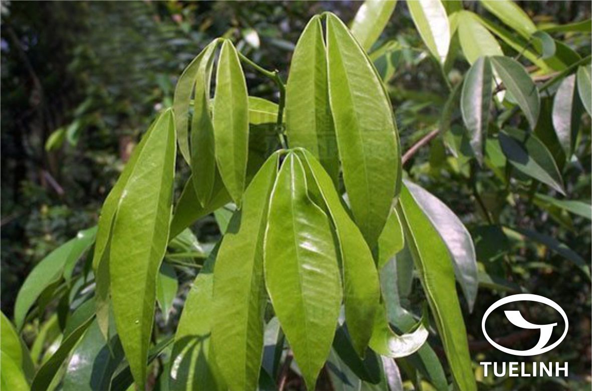 Luvunga scandens (Roxb.) Buch- công dụng Thần xạ hương