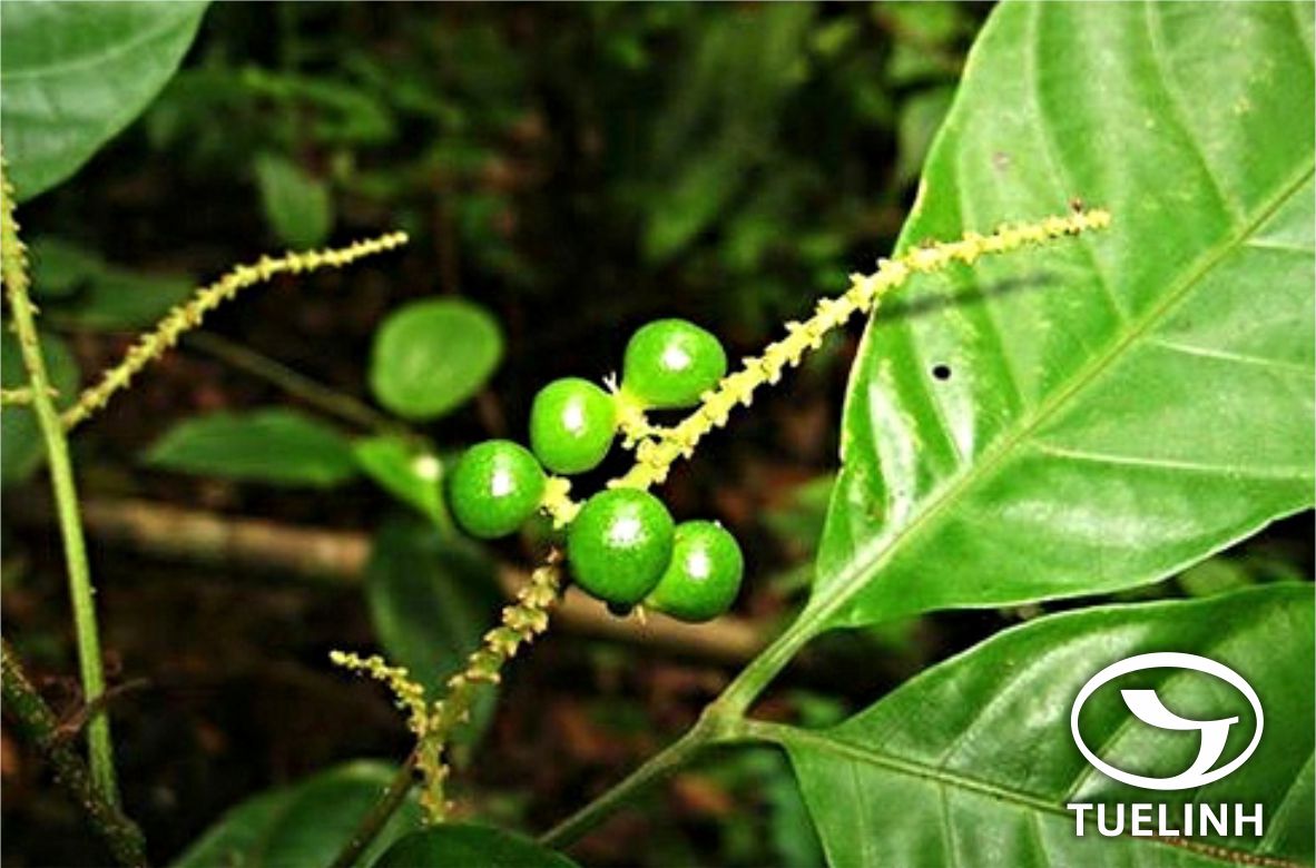 Allophyllus glaber Radlk- công dụng Vải rừng