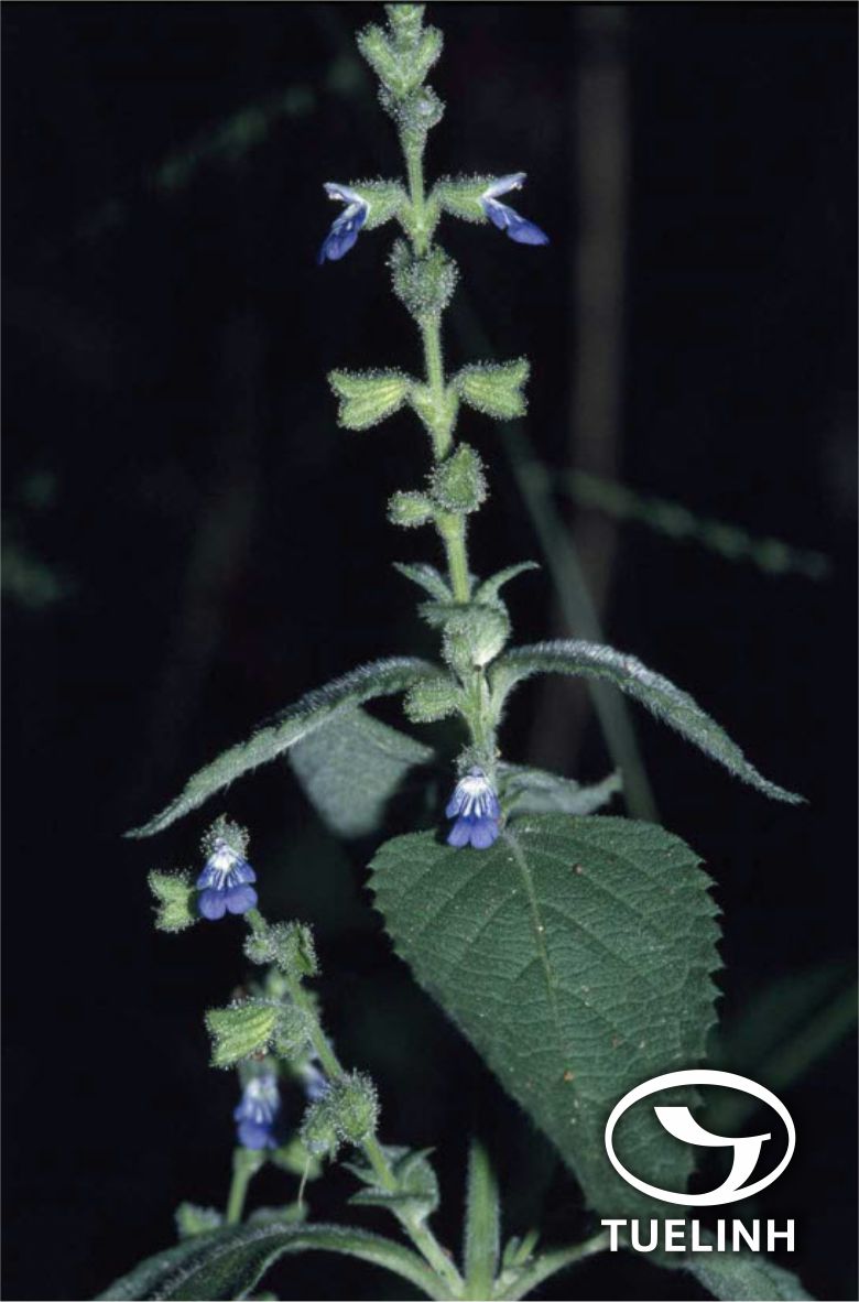 Salvia plebeia R. Br- công dụng Xôn dại, Kinh giới dại