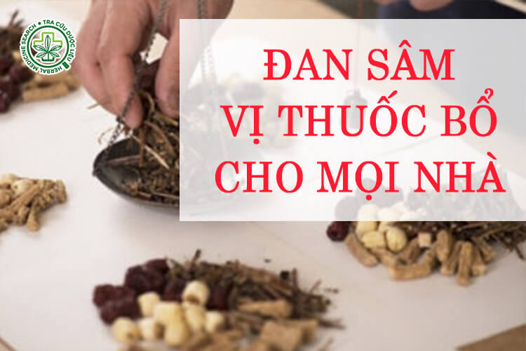 Đan sâm, vị thuốc bổ cho mọi nhà