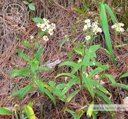 Inula nervosa Wall. ex DC.- công dụng Nu gân