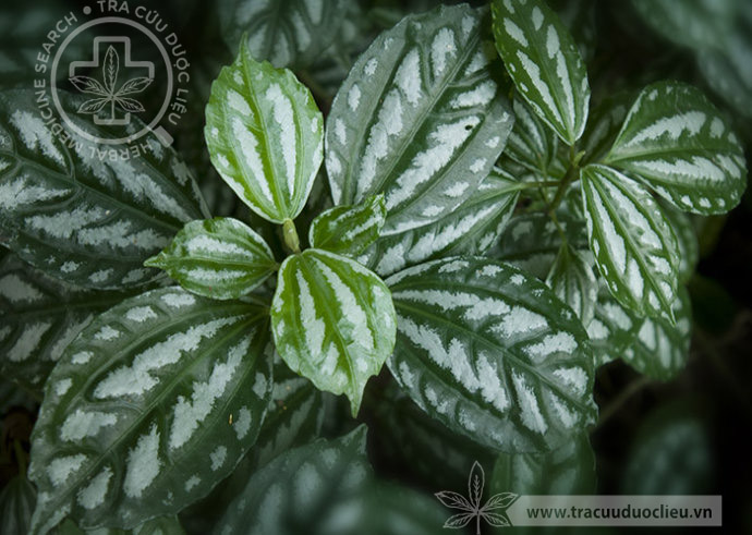 Pilea notata Wright- công dụng Thuỷ ma