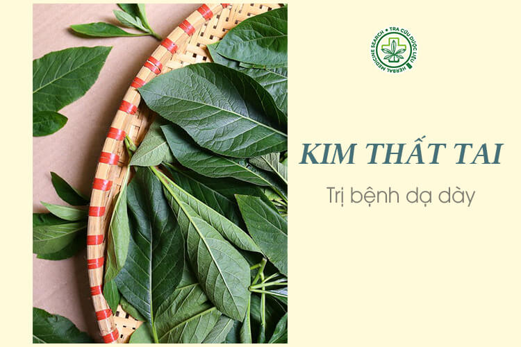 Kim thất tai chữa bệnh về dạ dày