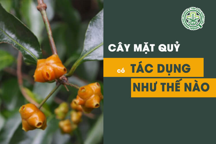 Cây mặt quỷ có tác dụng thế nào