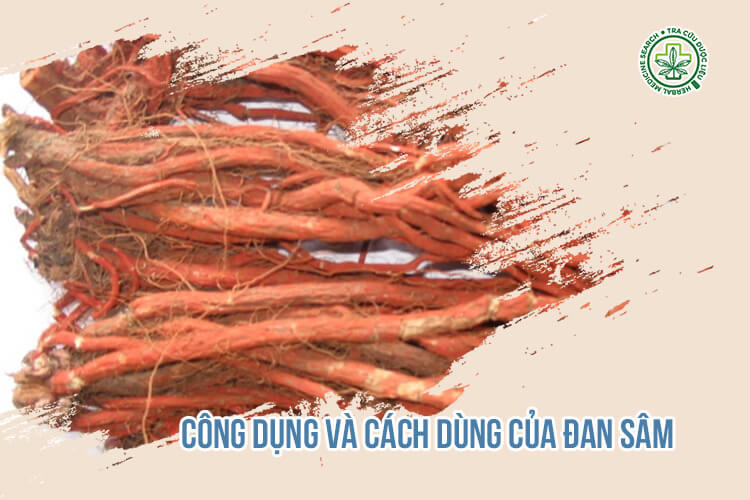 Công dụng và cách dùng của đan sâm
