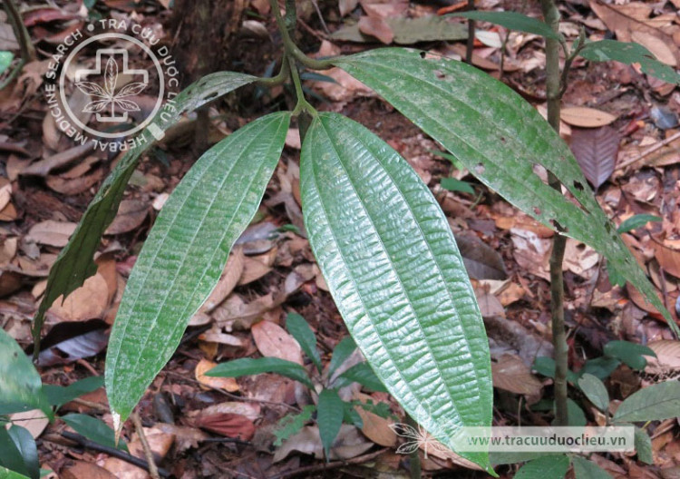 Cinnamomum javanicum Blume-Quế java