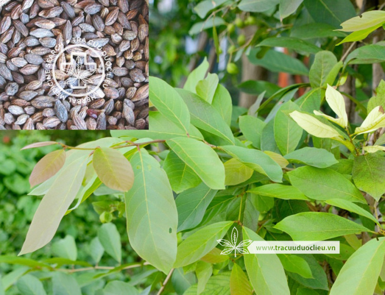 Terminalia citrina (Gaertn.) Roxb. ex Flem-Chiêu liêu lông