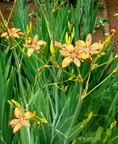 Belamcanda chinensis (L.) DC-Rẻ quạt