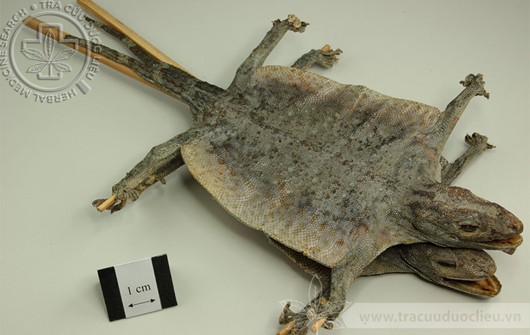 Vị thuốc Cáp giới - Đặc điểm, công dụng, Cách dùng