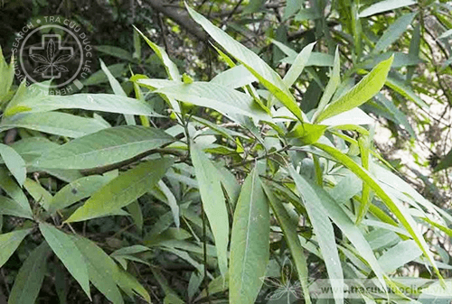 Công dụng, cách dùng Cây tu hú