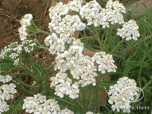 Achillea alpina L-Cỏ thi