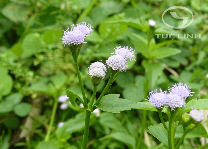 Ageratum conyzoides L-cỏ cứt lợn