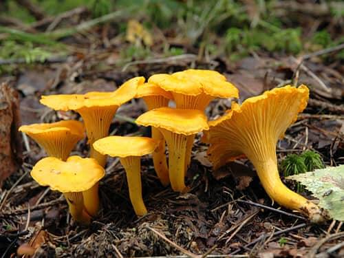 Cantharellus cibarius Fr-Nấm mỡ gà