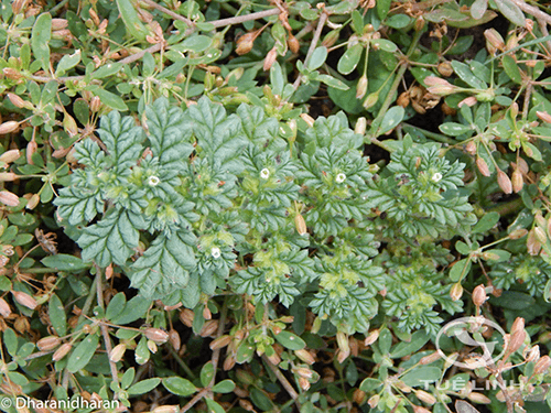 Coldenia procumbens L-Cáp điền bò