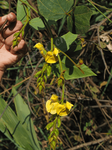 Cajanus goensis Dalz-Sôm