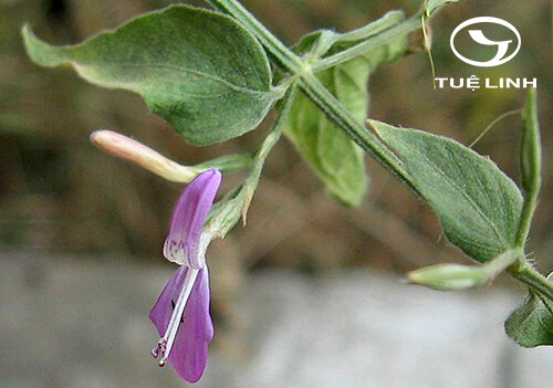 Peristrophe paniculata (Forsk.) Brumitt - Cẩm hình chùy