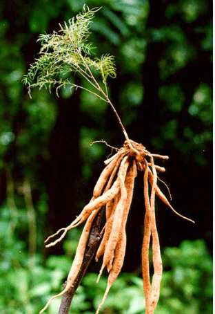 Đặc điểm hình thái và cấu trúc phân tử của loài Thiên môn chùm ...