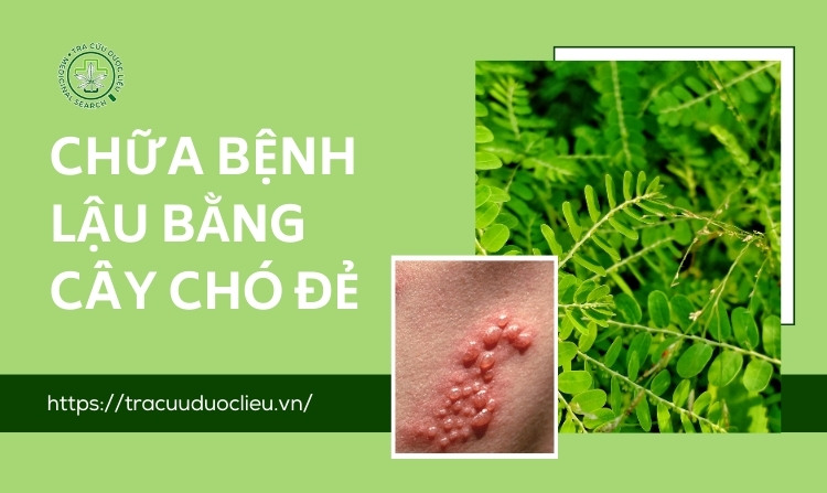 Cách chữa bệnh lậu bằng cây chó đẻ hiệu quả
